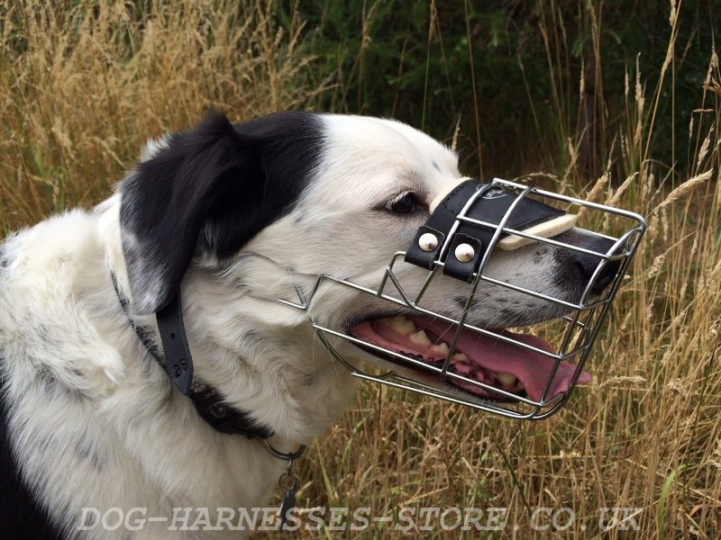 Rottweiler Muzzle Strong Metal Wire Basket Dog Muzzle For American ...