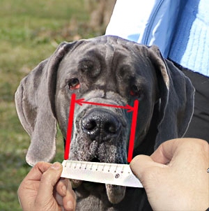 How to Measure Your Dog for Correct Muzzle Size : Dog walking harness ...